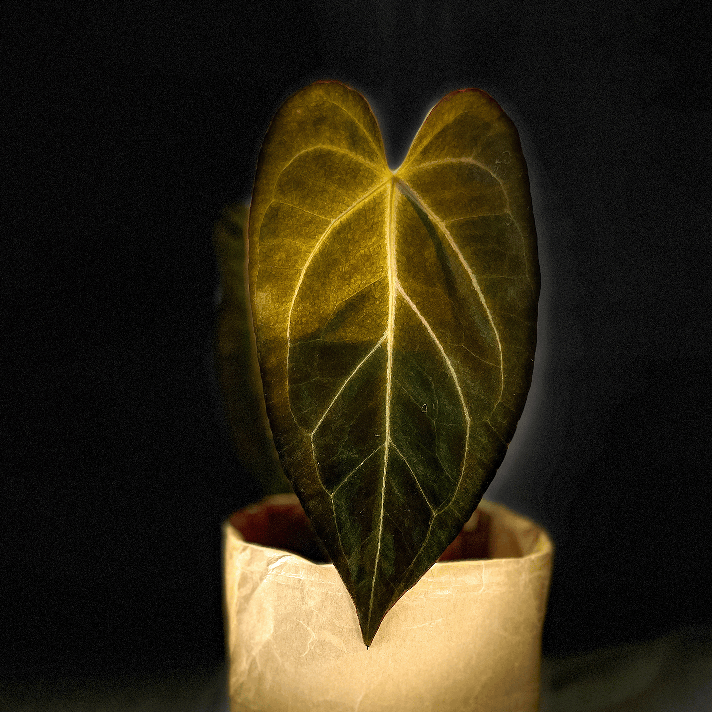 Anthurium Papillilaminum Legend X Dark Mama – ProtoLeaf