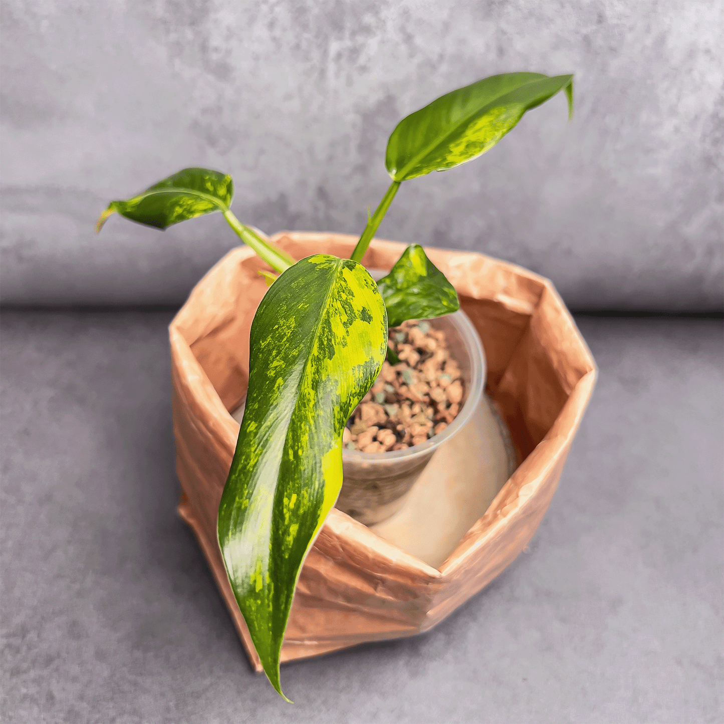 Philodendron Domesticum Variegata | Plant Store – ProtoLeaf