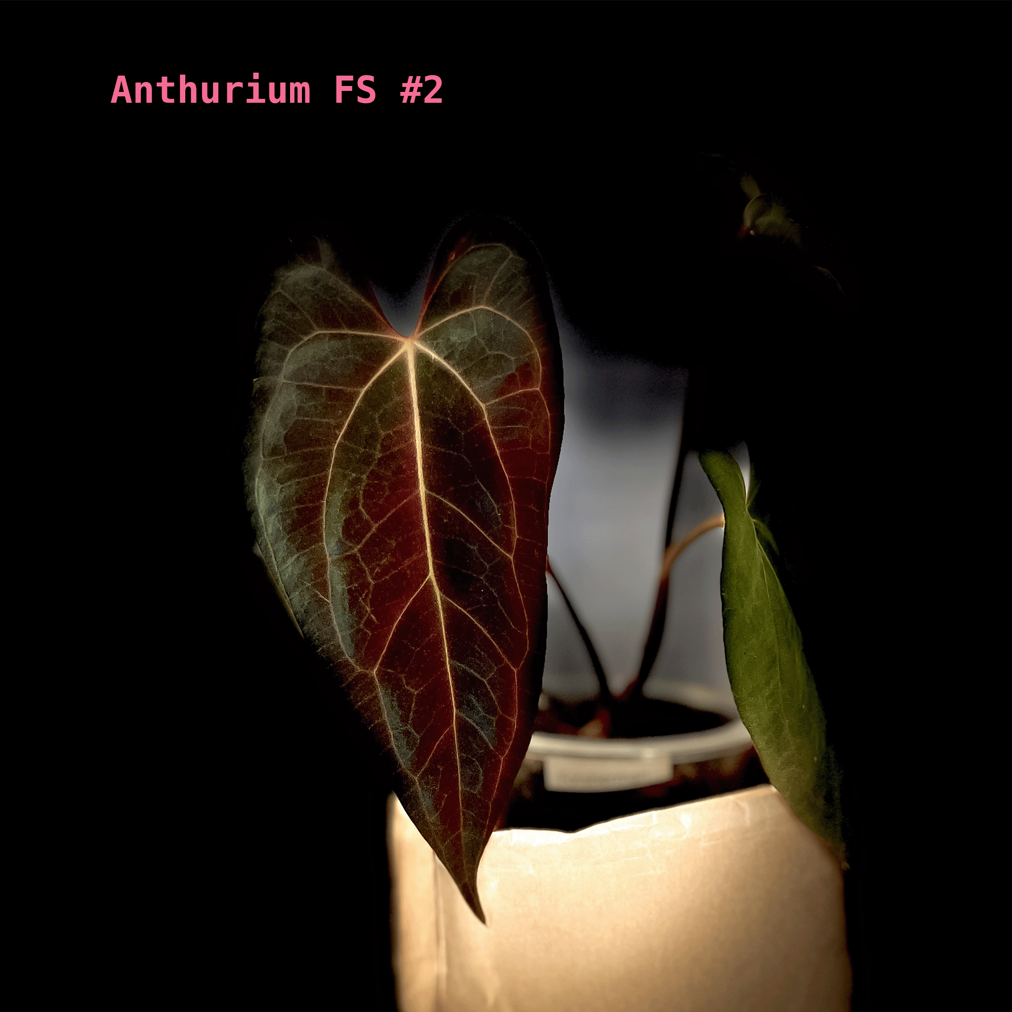 Anthurium Fort Sherman Original | Anthurium FS – ProtoLeaf