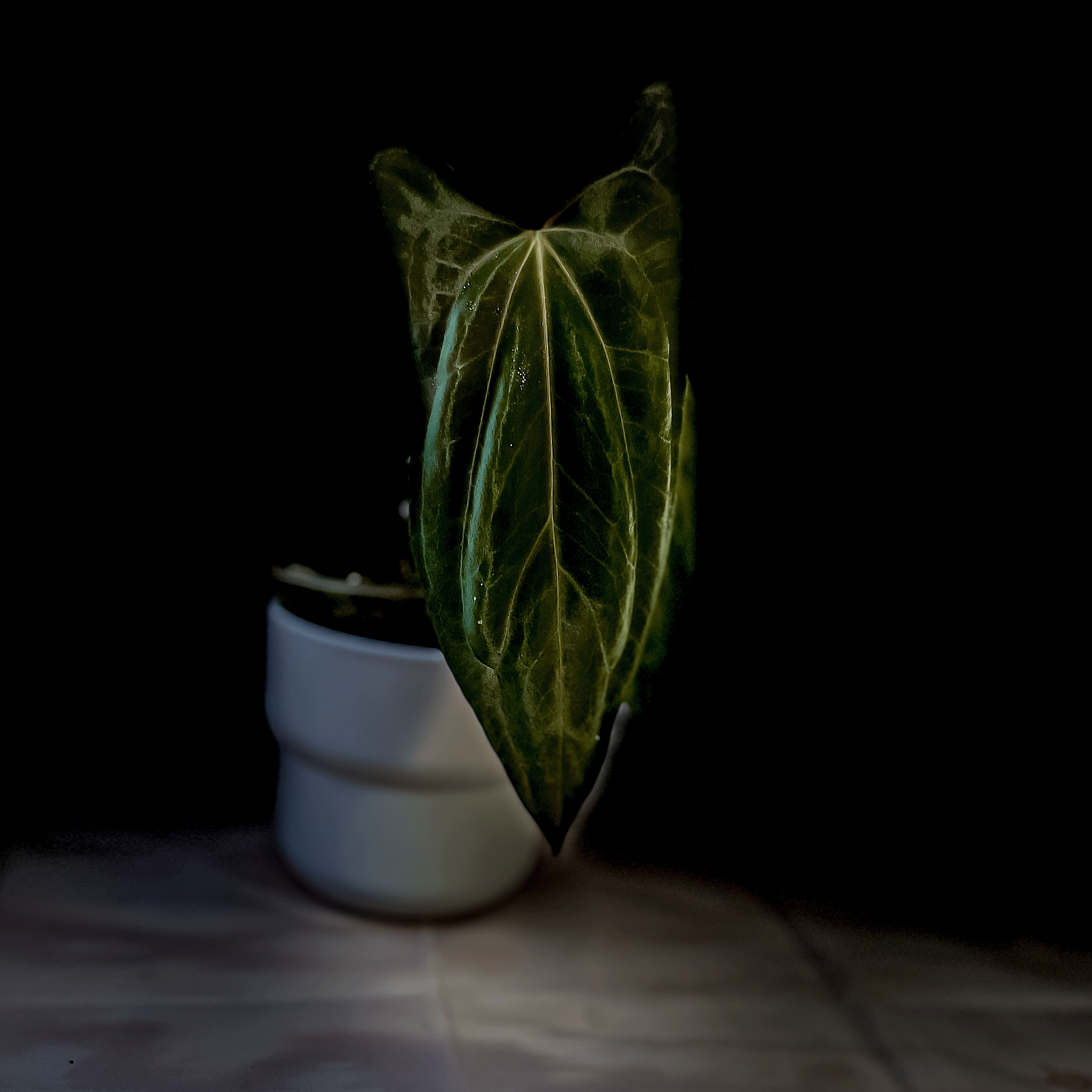 Anthurium FS x RL | Anthurium Fort Sherman x Ralph Lynam – ProtoLeaf