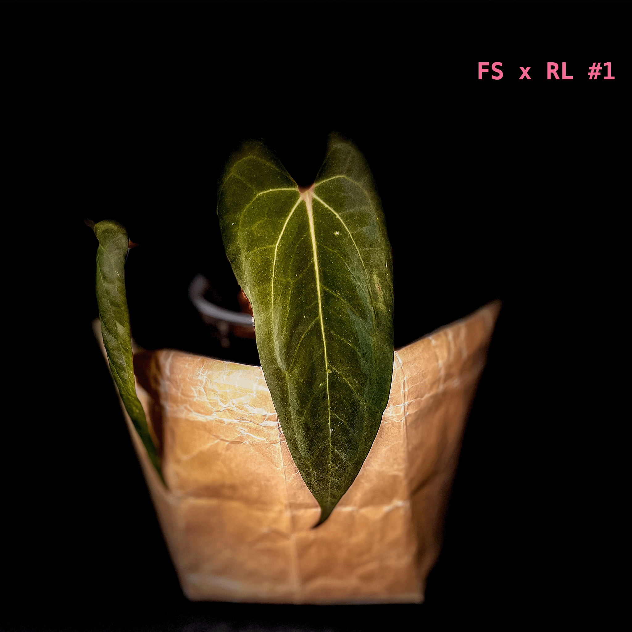 Anthurium FS x RL | Anthurium Fort Sherman x Ralph Lynam – ProtoLeaf