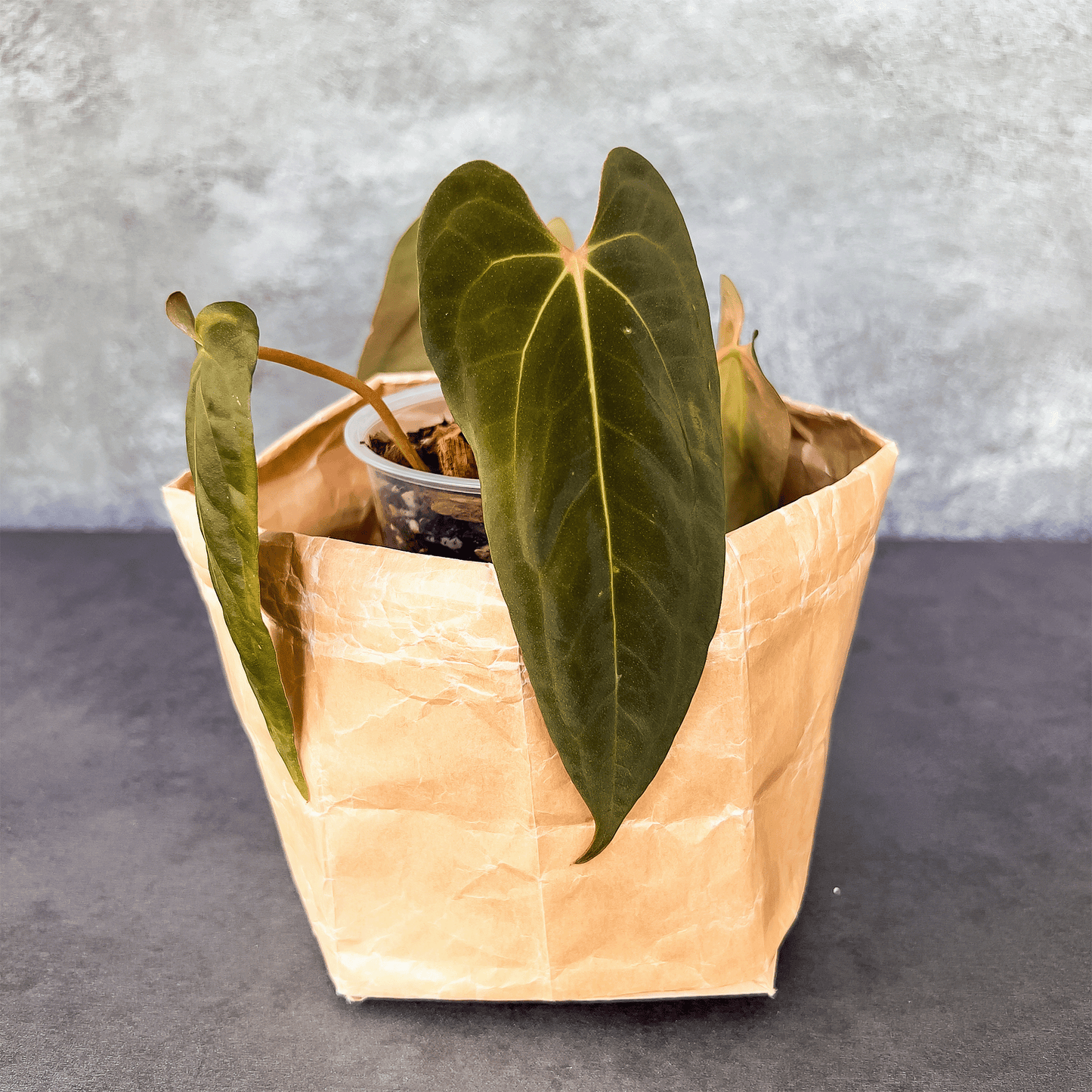 Anthurium FS x RL | Anthurium Fort Sherman x Ralph Lynam – ProtoLeaf