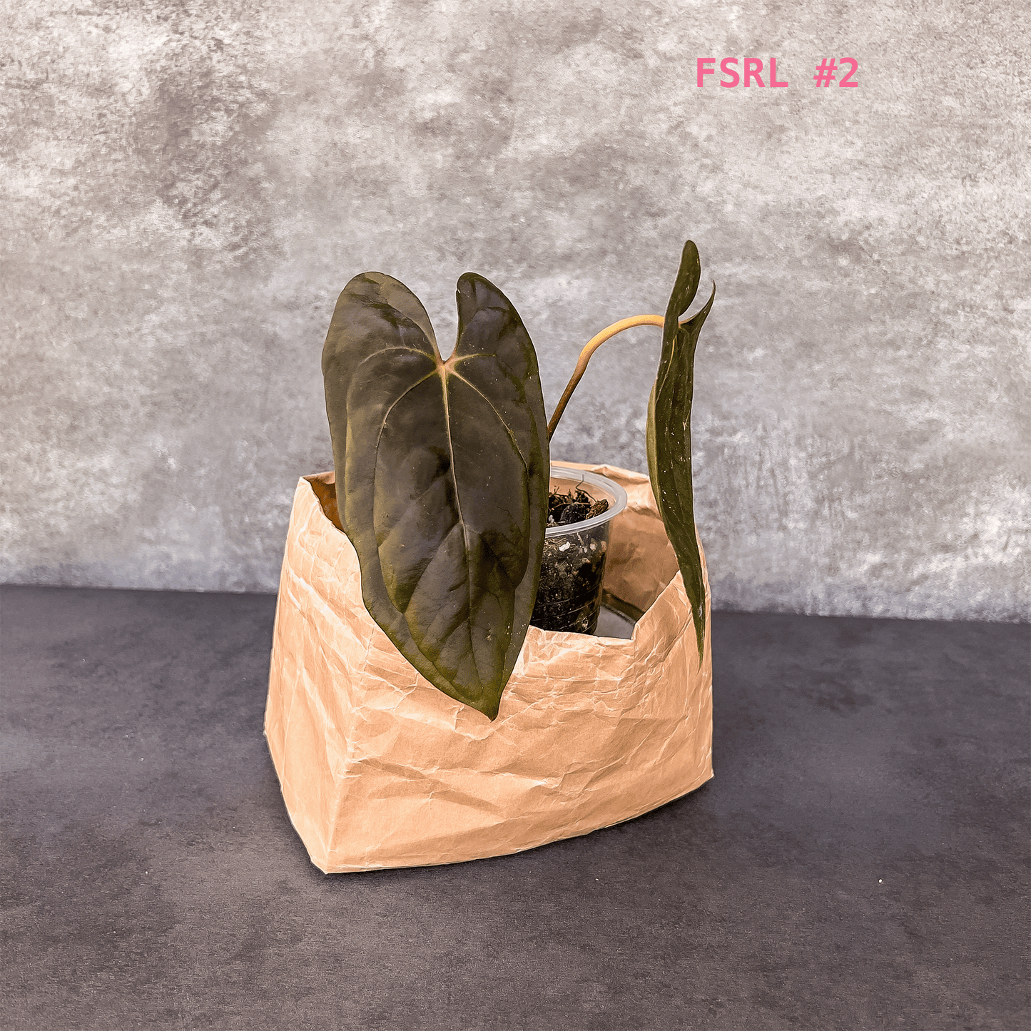 Anthurium FS x RL | Anthurium Fort Sherman x Ralph Lynam – ProtoLeaf