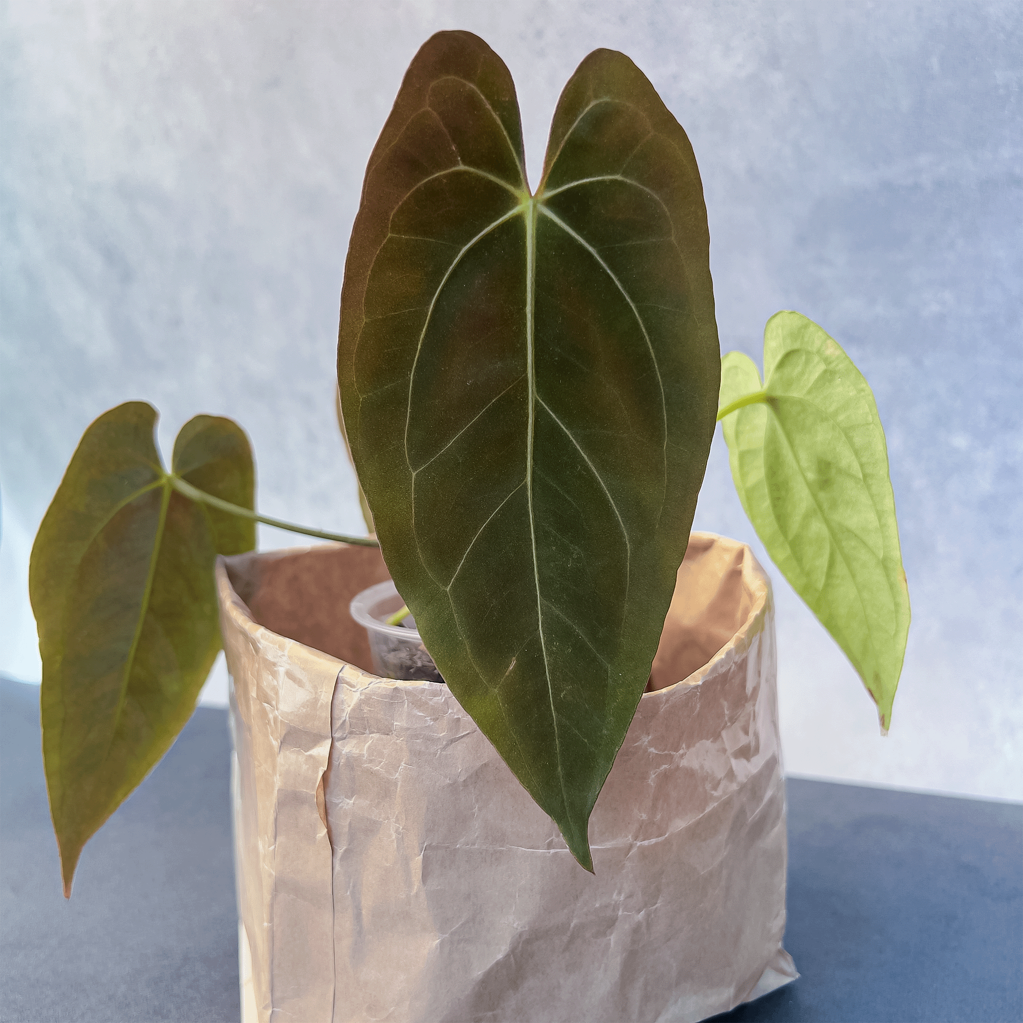 Anthurium Fort Sherman x Dark Phoenix| Buy plants online canada – ProtoLeaf