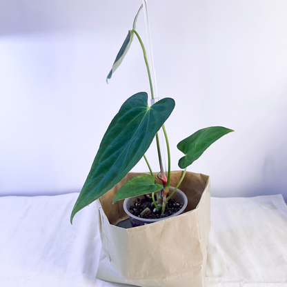 Anthurium Fort Sherman x Pap Blue X1 | Plant Store – ProtoLeaf