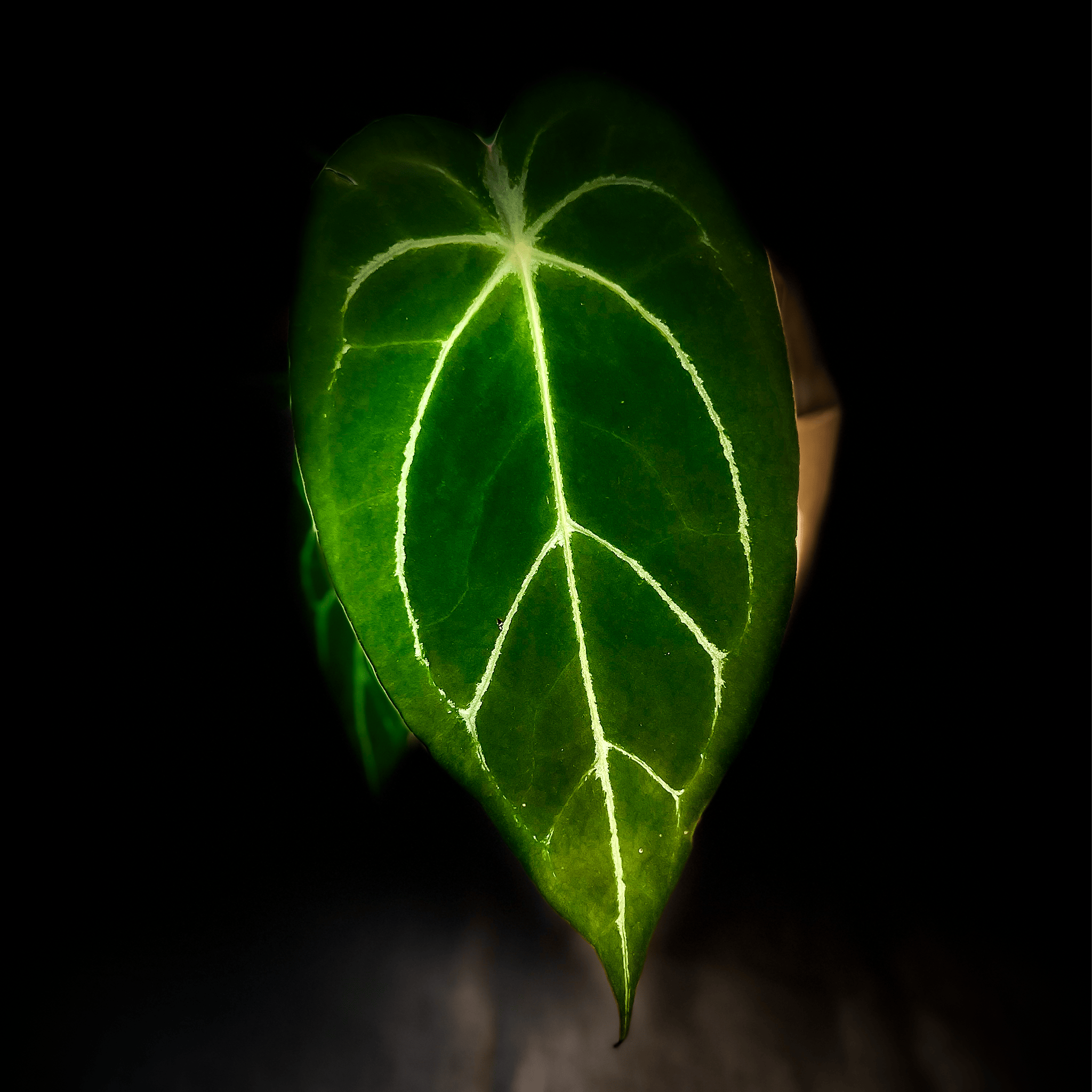 Anthurium Forgetii | Large Size with no damaged leaves – ProtoLeaf