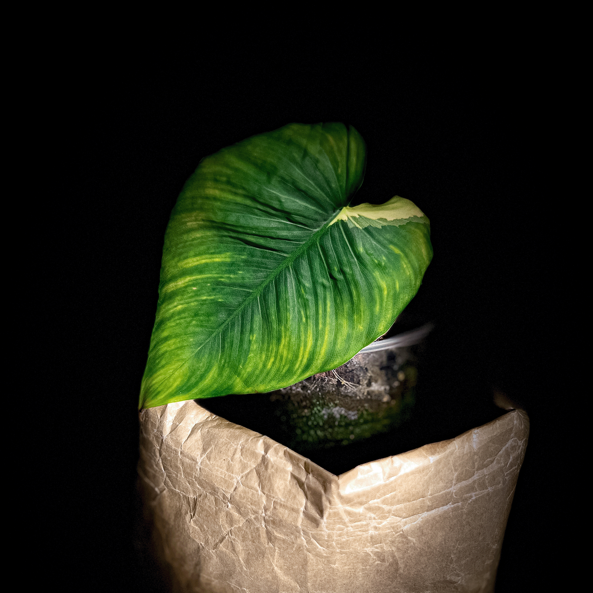 Homalomena Sp Borneo Variegata | Plant Store – ProtoLeaf