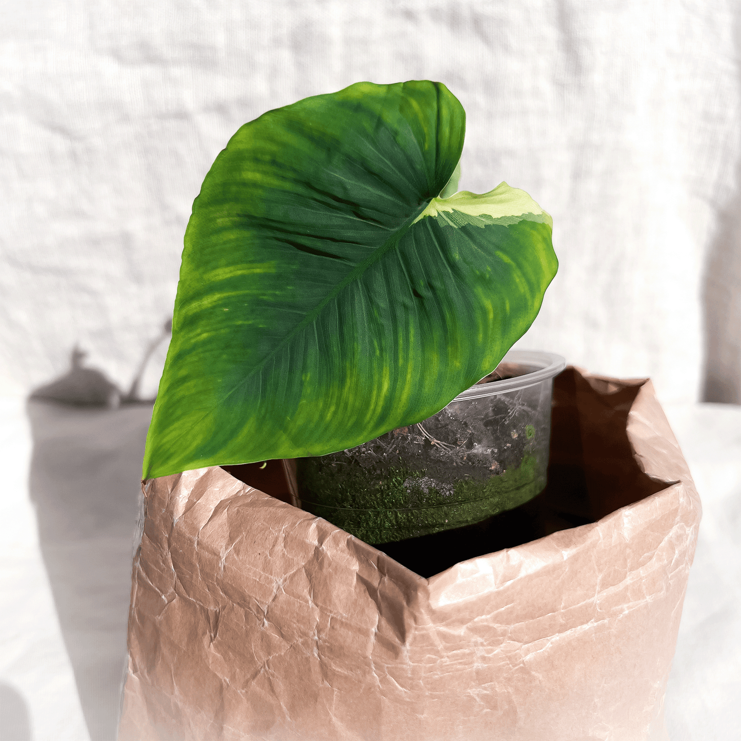 Homalomena Sp Borneo Variegata | Plant Store – ProtoLeaf