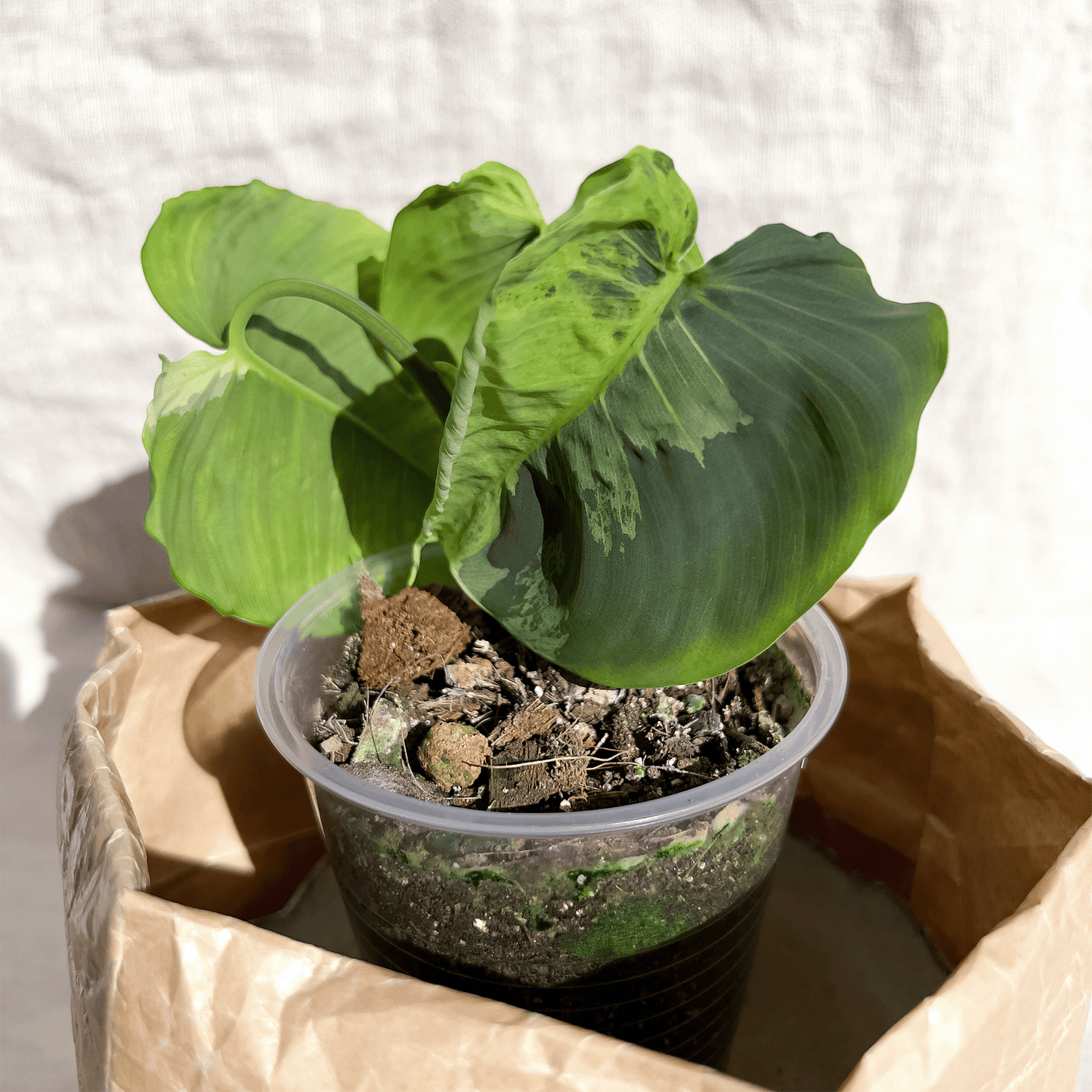 Homalomena Sp Borneo Variegata | Plant Store – ProtoLeaf