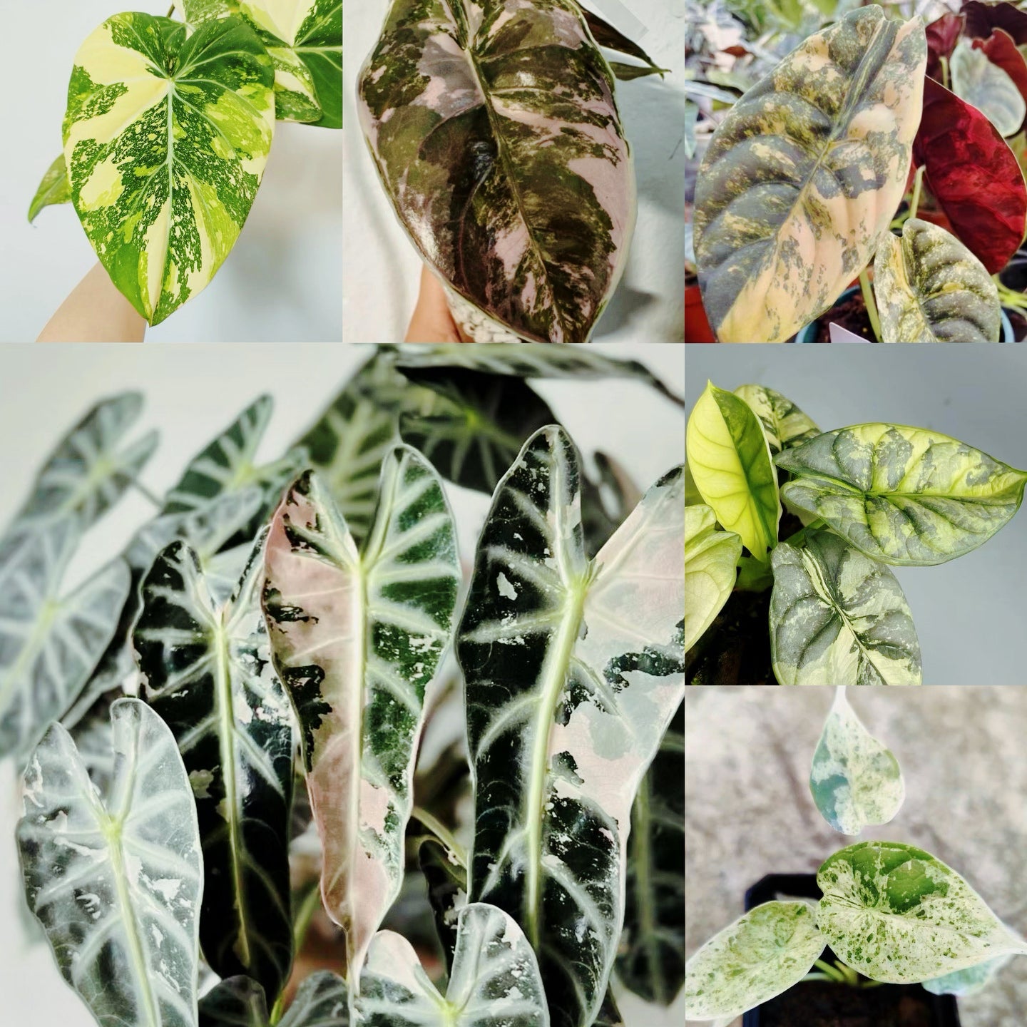 Tropical Plants Online Canada |Plant Store|Best Anthurium Store Canada – ProtoLeaf