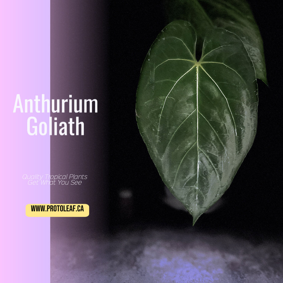 Anthurium Plants|Buy Anthurium Canada – ProtoLeaf