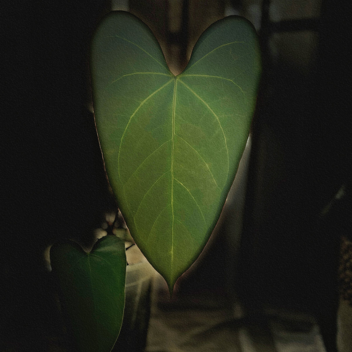 Anthurium Velvet Moira | Plant Store – ProtoLeaf