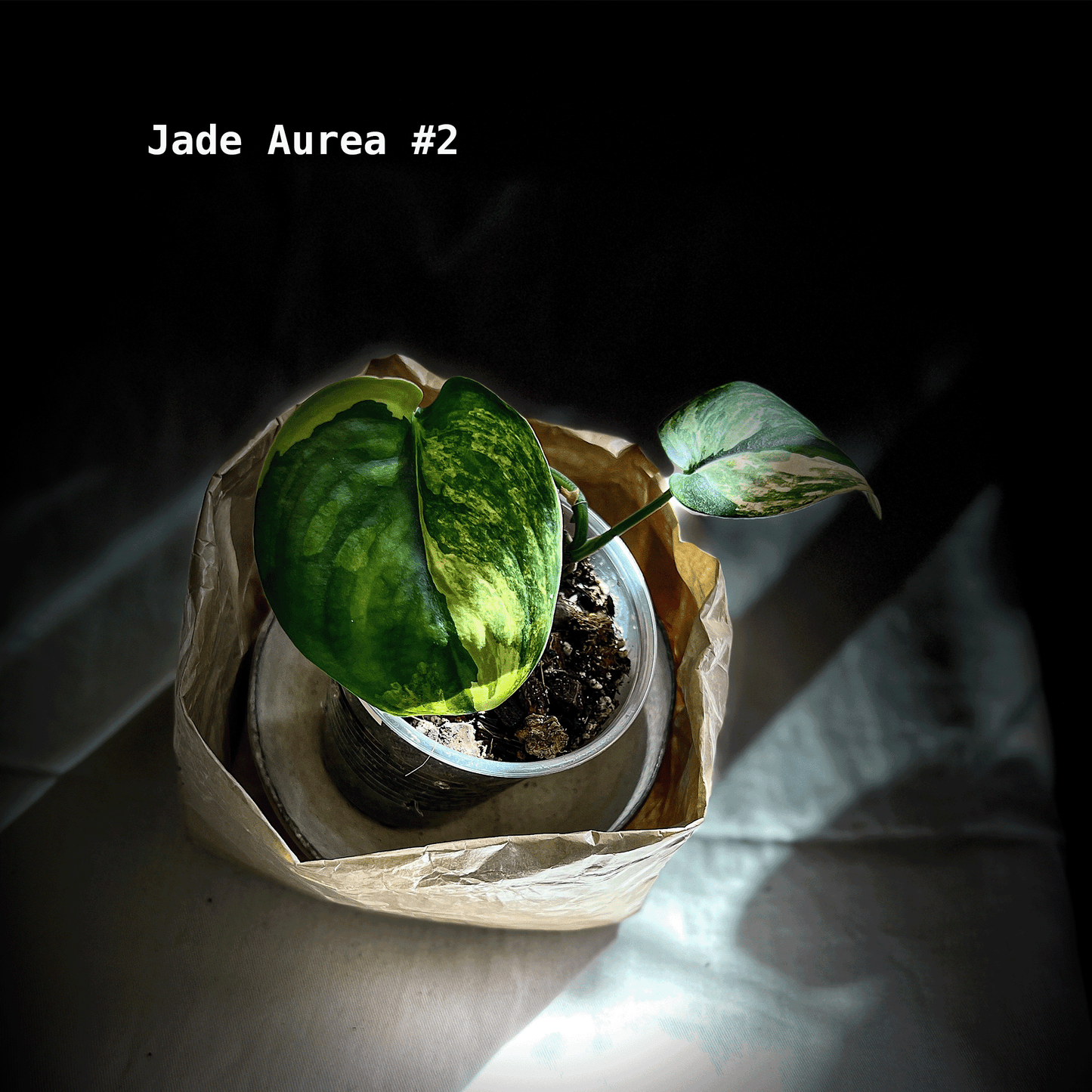 Scindapsus Jade Satin| Scindapsus jade satin variegated – ProtoLeaf