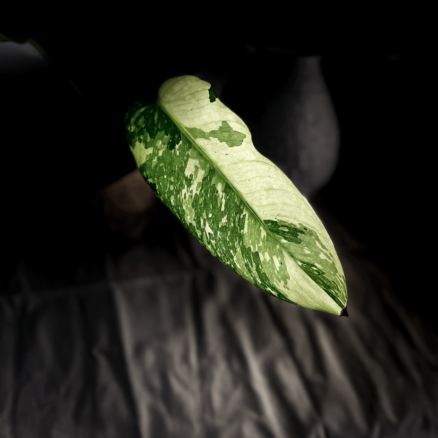 Philodendron Jose Buono | Plant Store Online – ProtoLeaf