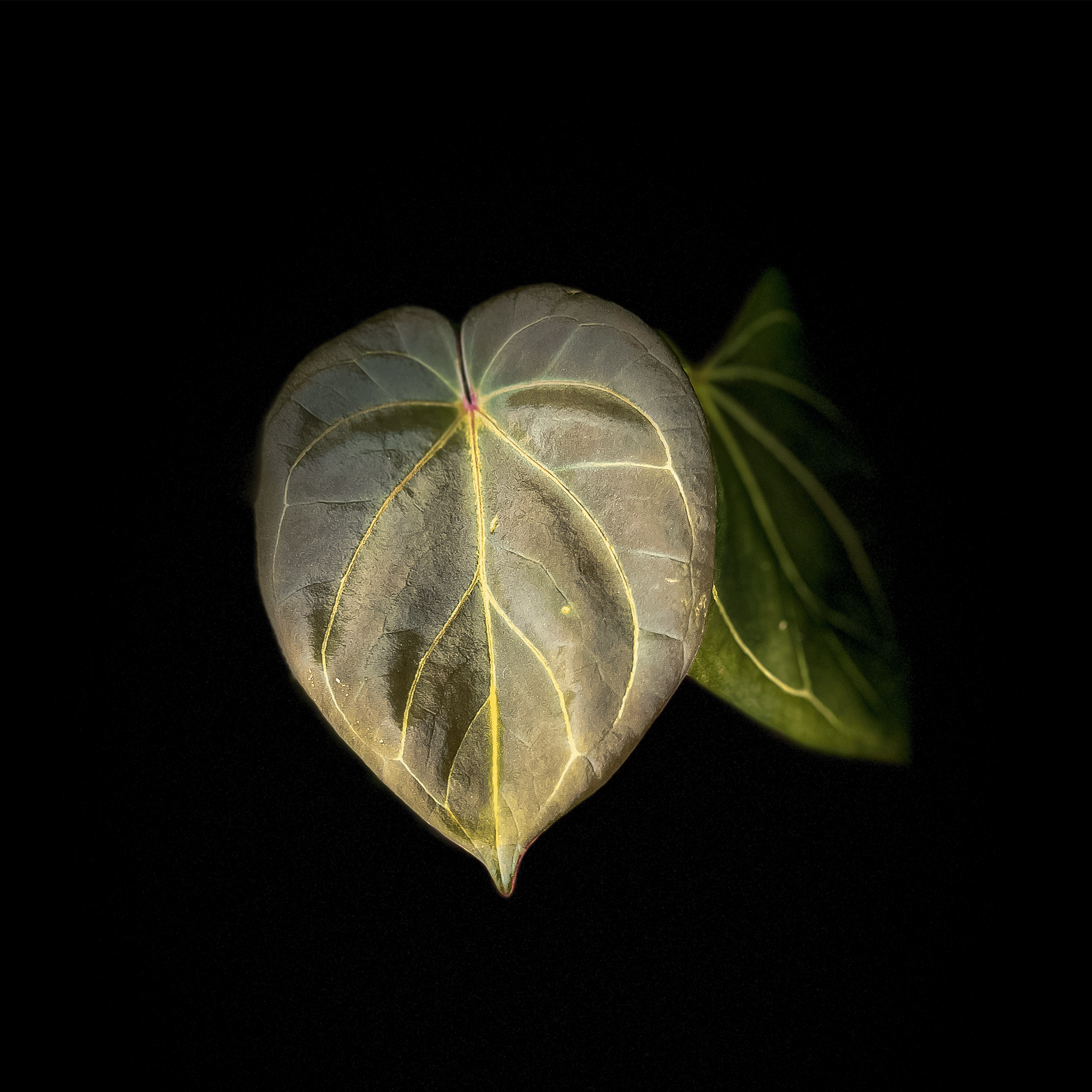 Anthurium King of Spades (KOS) – ProtoLeaf