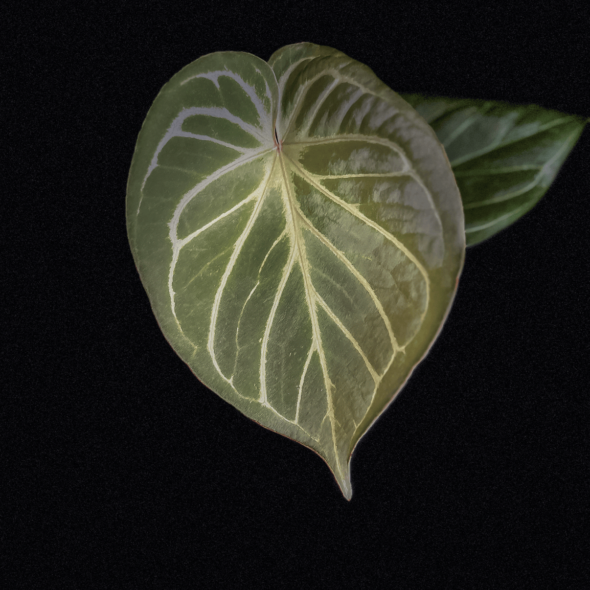 Anthurium King of Spades – ProtoLeaf