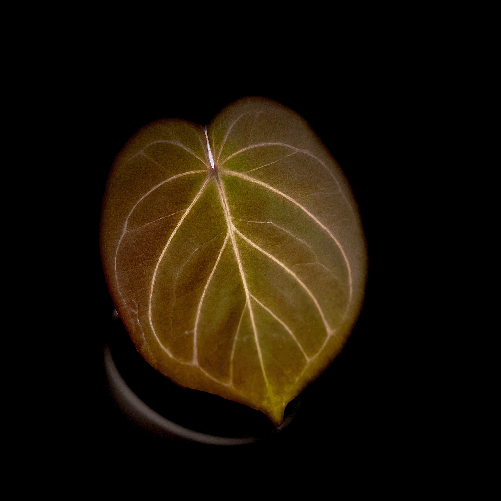 Anthurium King of Spades (KOS) – ProtoLeaf