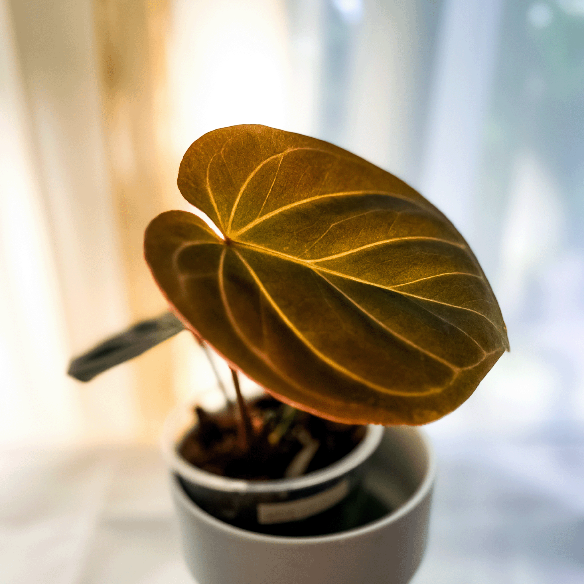Anthurium King of Spades (KOS) – ProtoLeaf