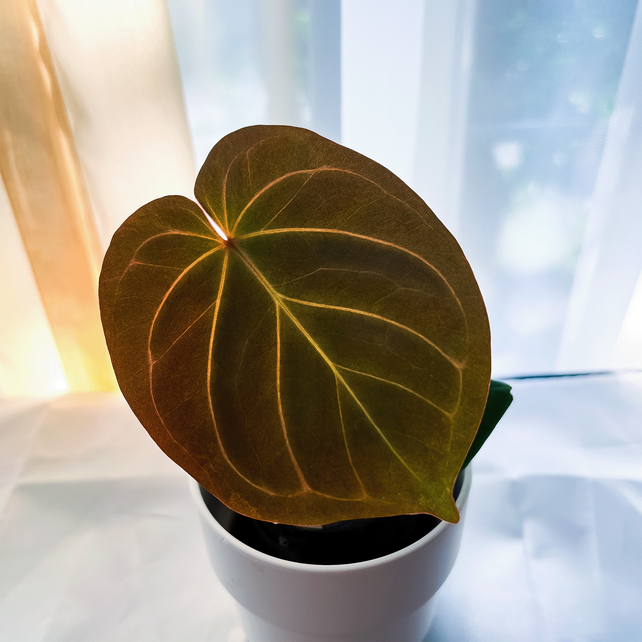 Anthurium King of Spades (KOS) – ProtoLeaf