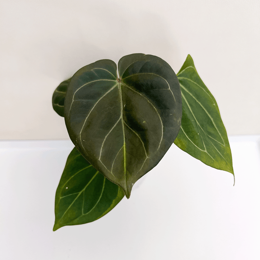 Anthurium 'HU' Anthurium KOS – ProtoLeaf
