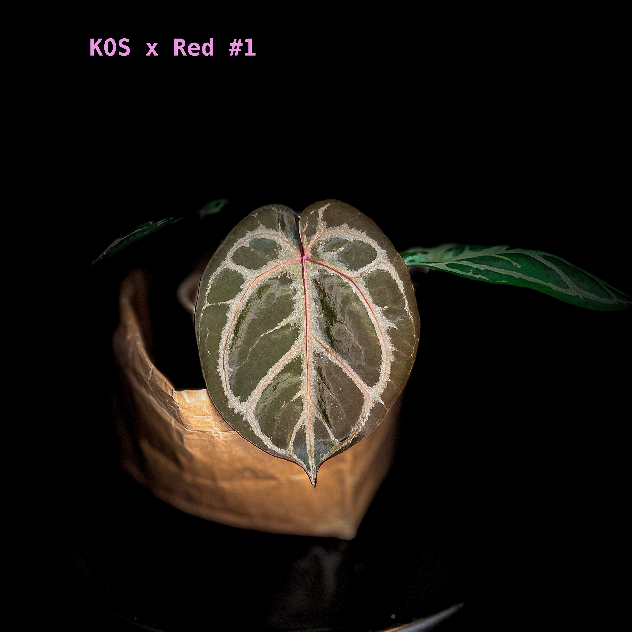 Anthurium King Of Spades x Red Crystallinum | Buy Anthurium online – ProtoLeaf