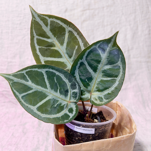 Anthurium 'HU' Anthurium KOS – ProtoLeaf
