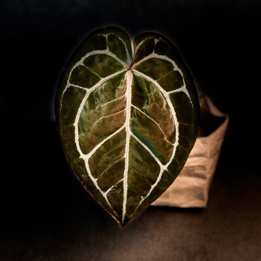 Anthurium 'HU' Anthurium KOS – ProtoLeaf