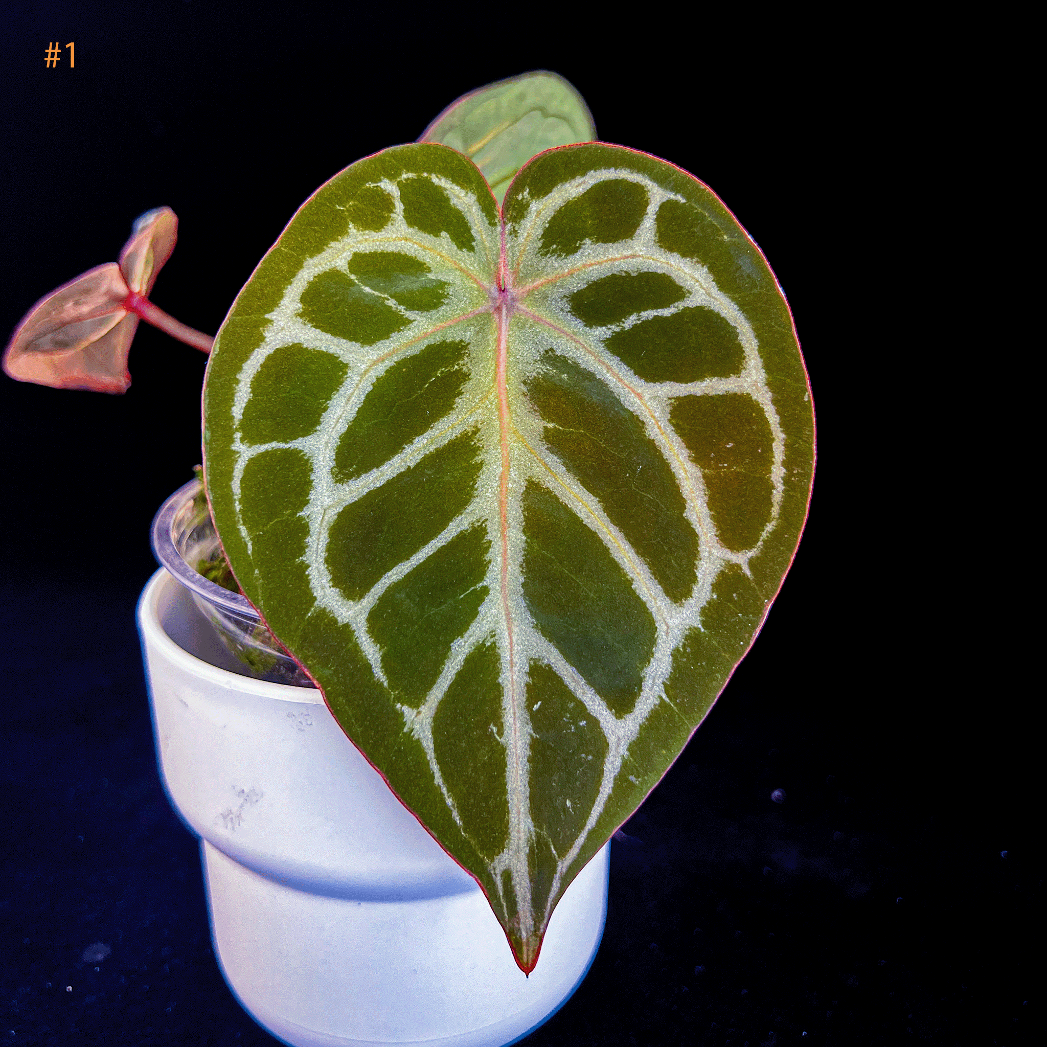 Anthurium 'HU' Anthurium KOS – ProtoLeaf