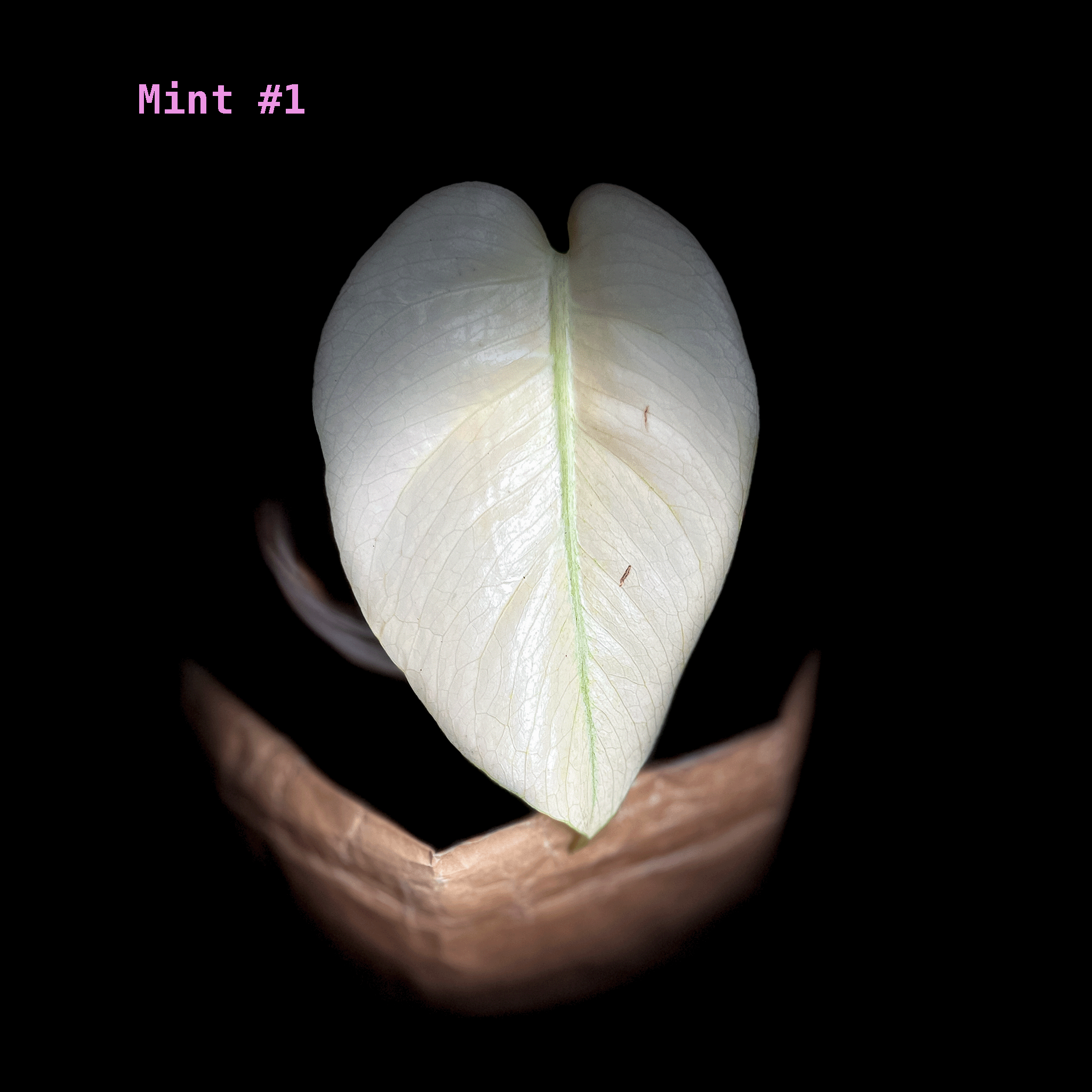 Monstera Mint, Full White Mint – ProtoLeaf