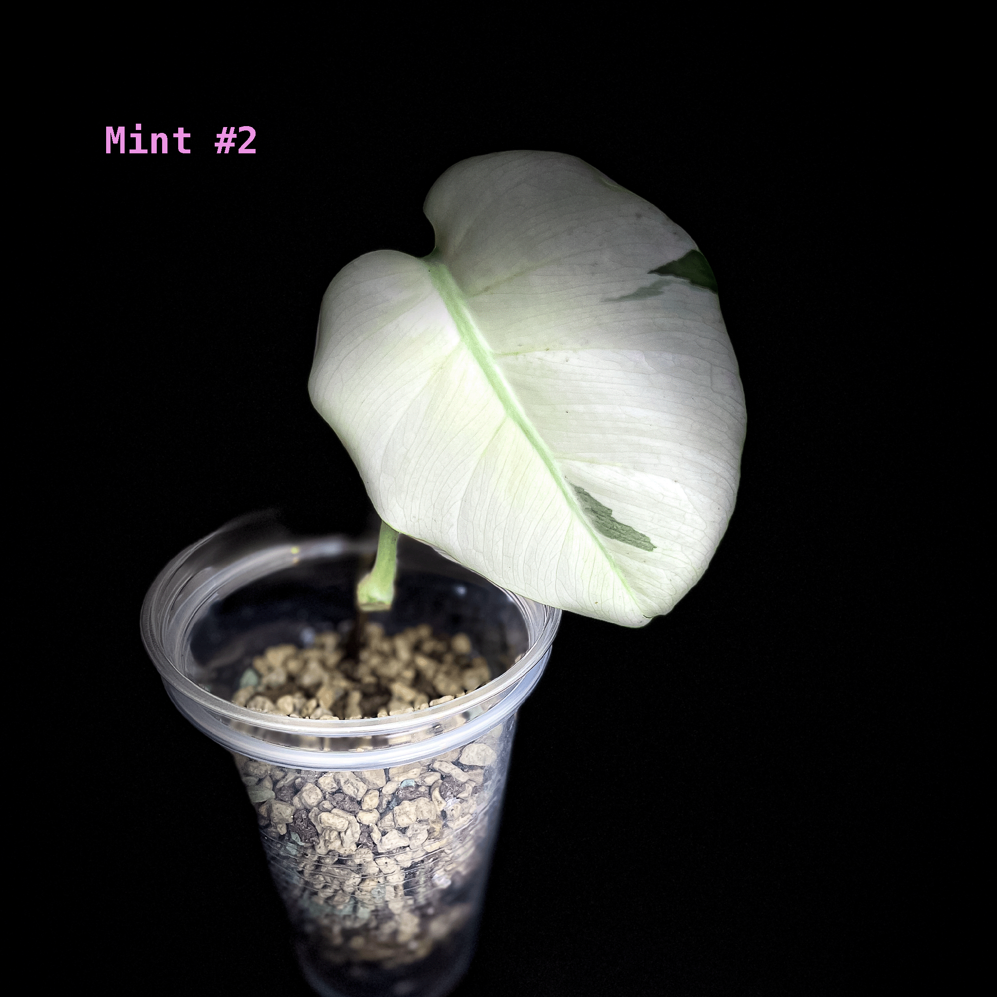 Monstera Mint, Full White Mint – ProtoLeaf