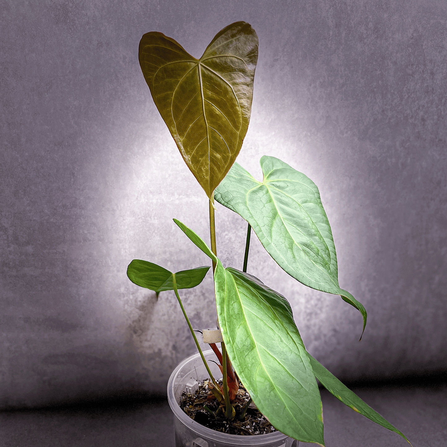 Anthurium Velvet Moira | Plant Store – ProtoLeaf