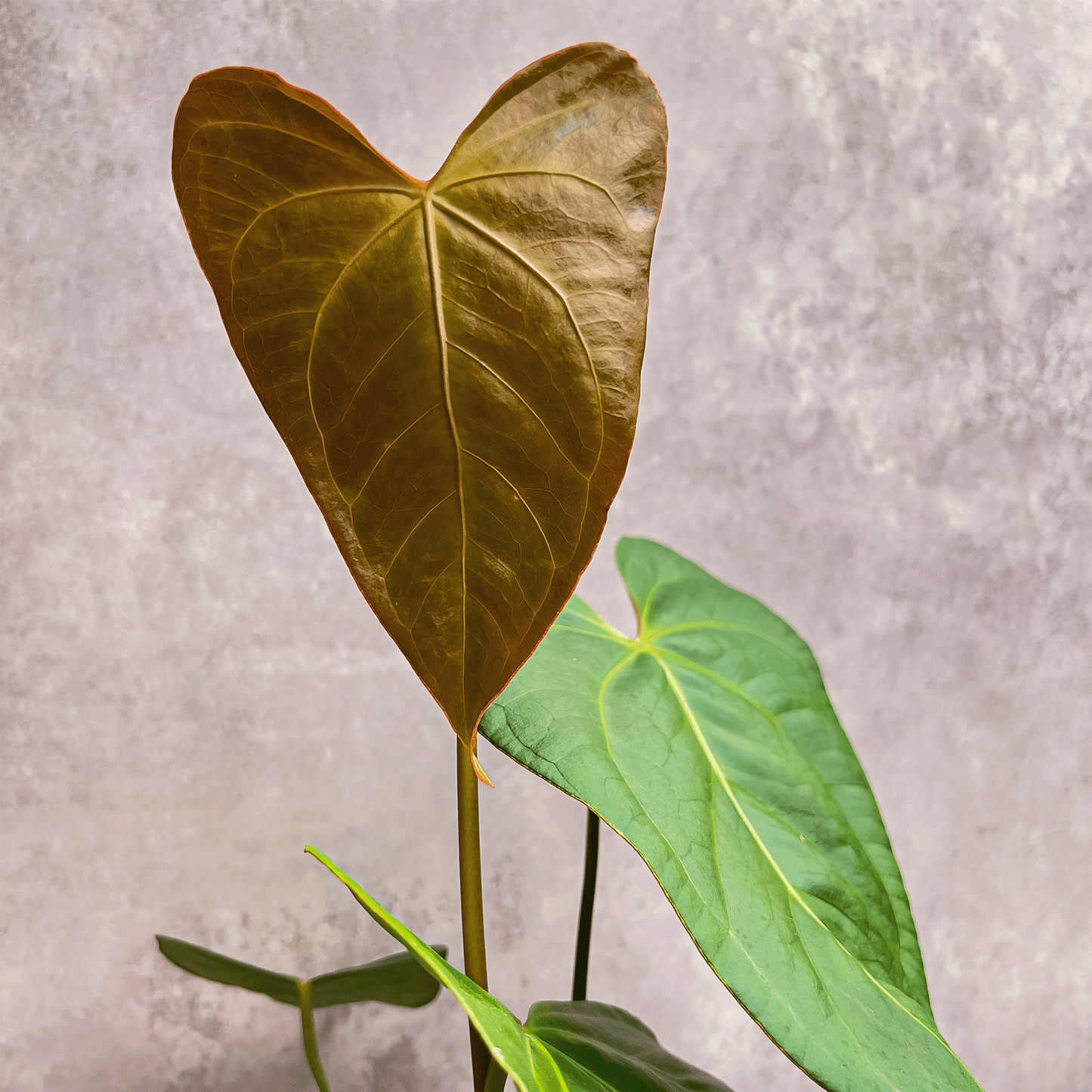 Anthurium Velvet Moira | Plant Store – ProtoLeaf