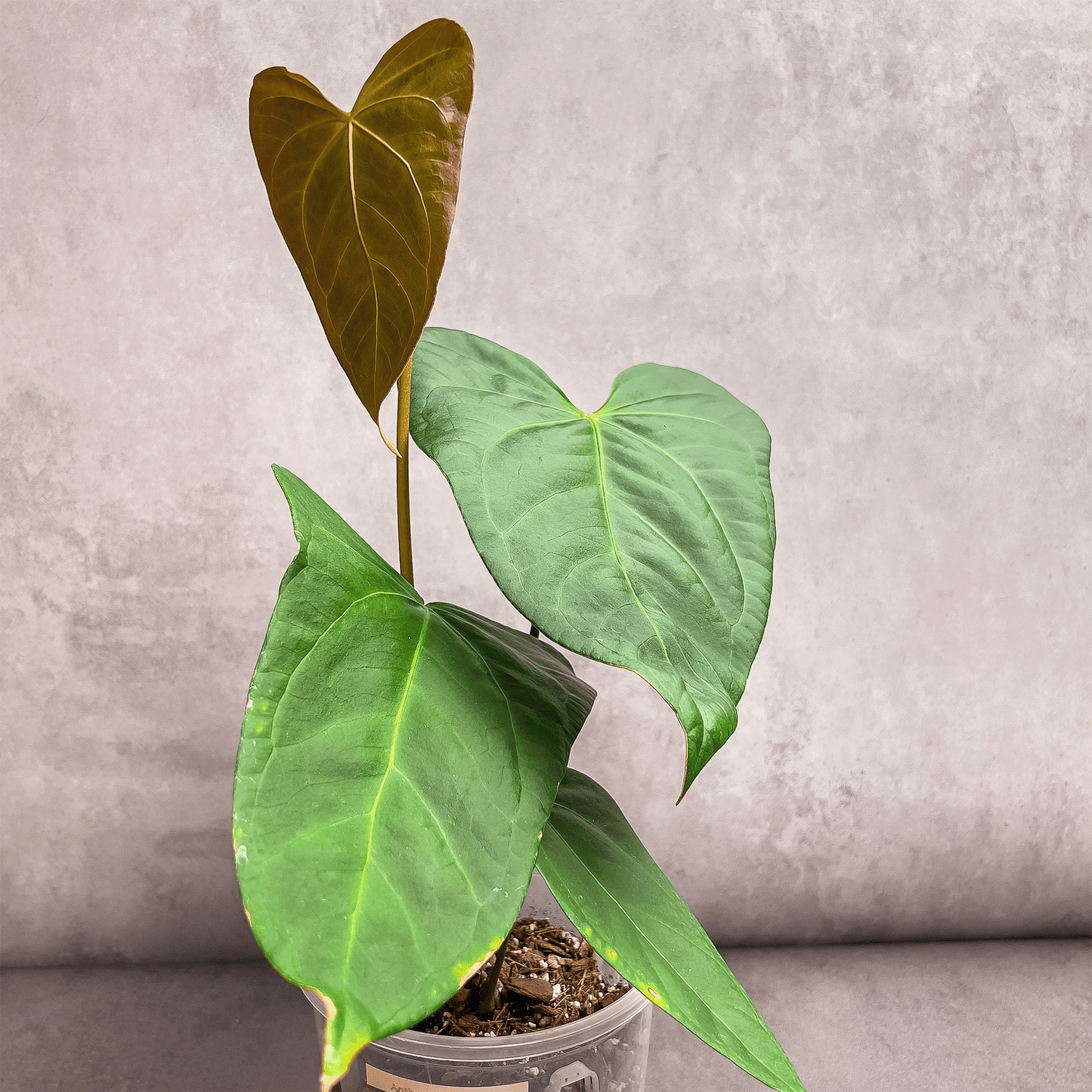 Anthurium Velvet Moira | Plant Store – ProtoLeaf
