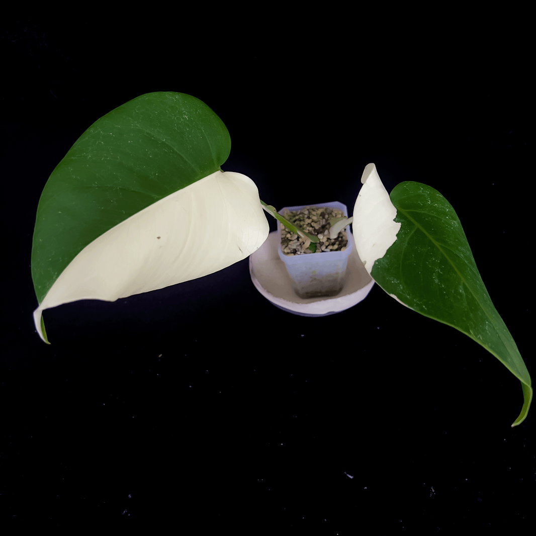 Buy Rare plants, variegated plants online – ProtoLeaf