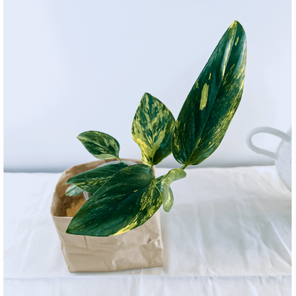 Monstera Standleyana Aurea | Monstera Standleyana – ProtoLeaf