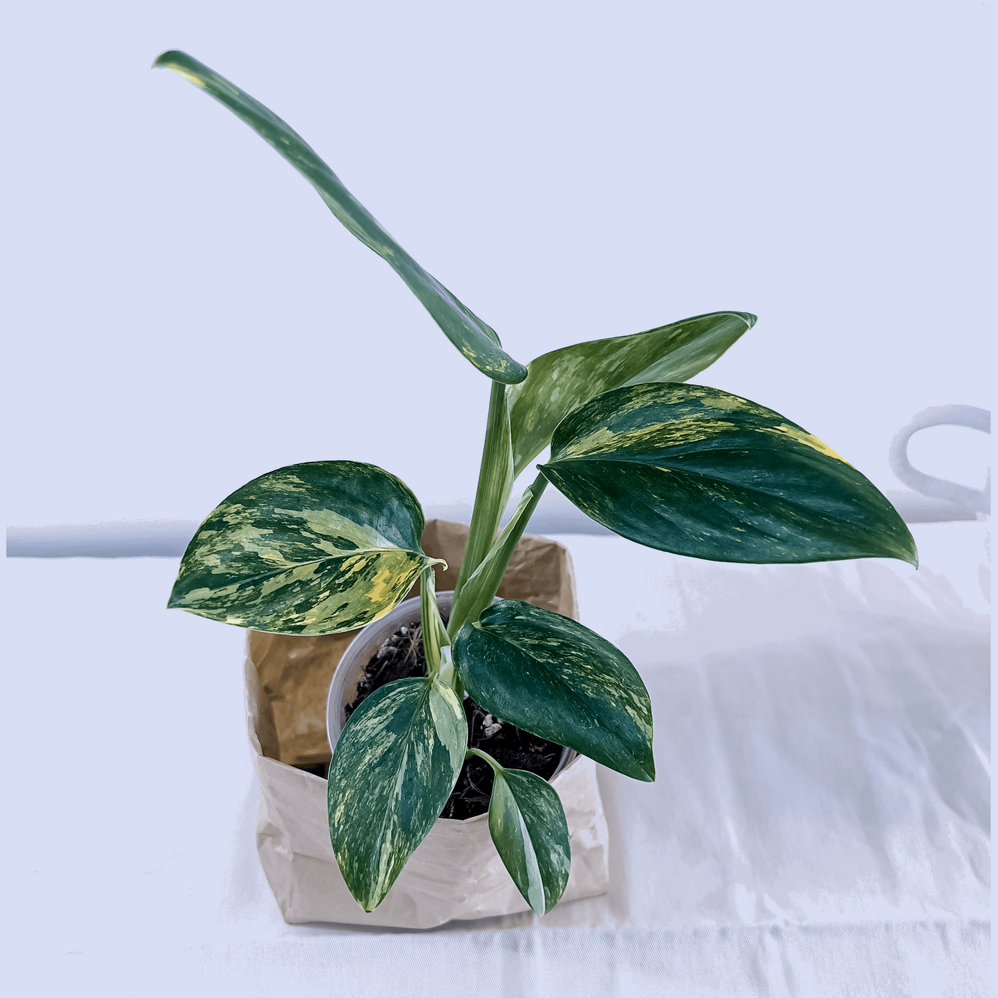 Monstera Standleyana Aurea | Monstera Standleyana – ProtoLeaf