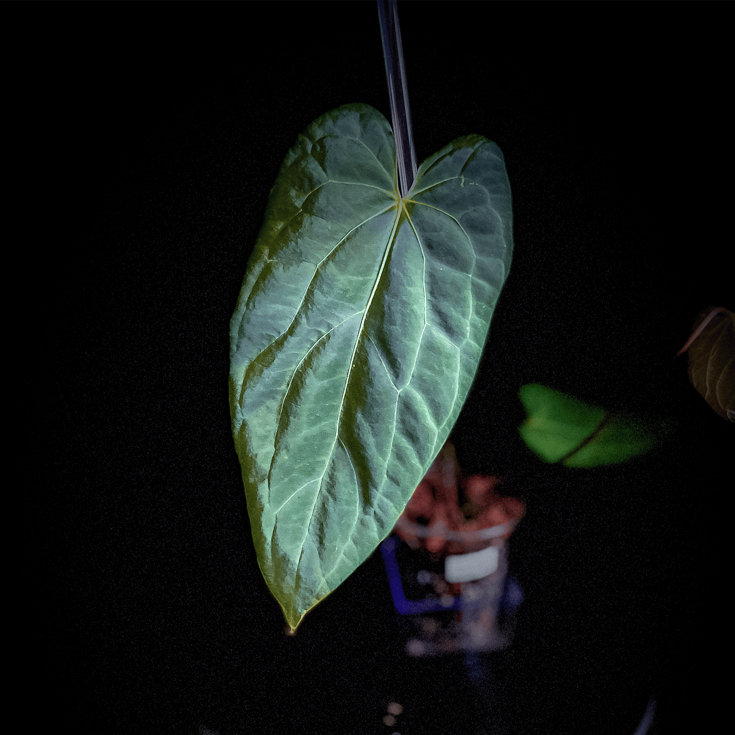 Anthurium Blue Papillilaminum Original |Anthurium Papillilaminum – ProtoLeaf