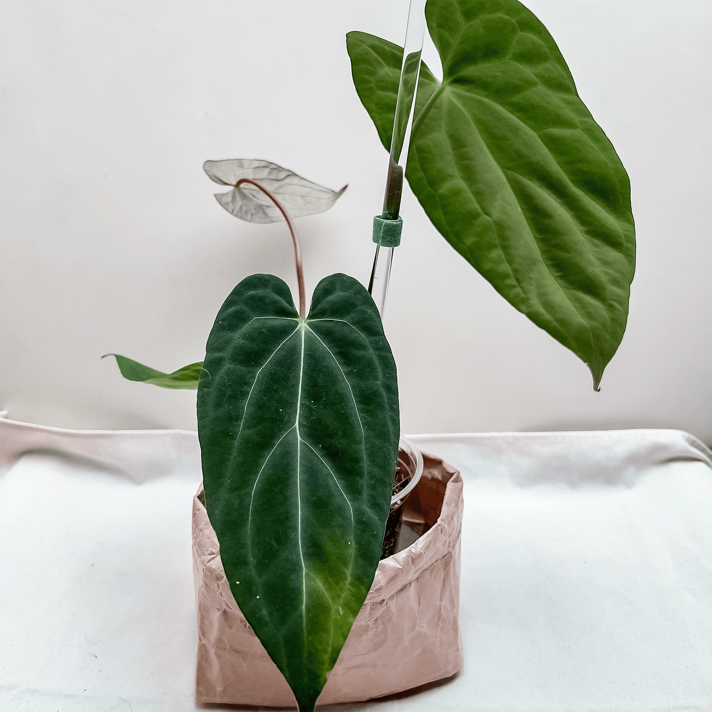 Anthurium Blue Papillilaminum Original |Anthurium Papillilaminum – ProtoLeaf