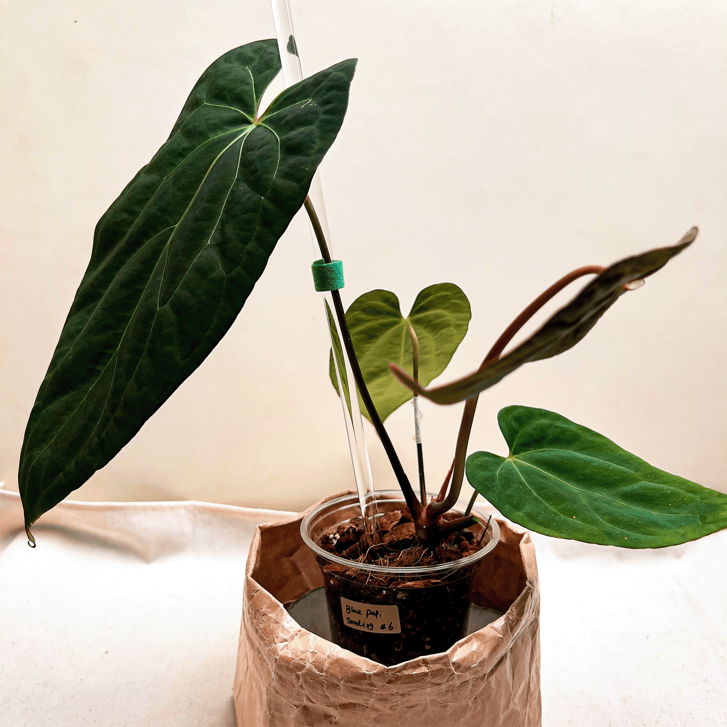 Anthurium Blue Papillilaminum Original |Anthurium Papillilaminum – ProtoLeaf
