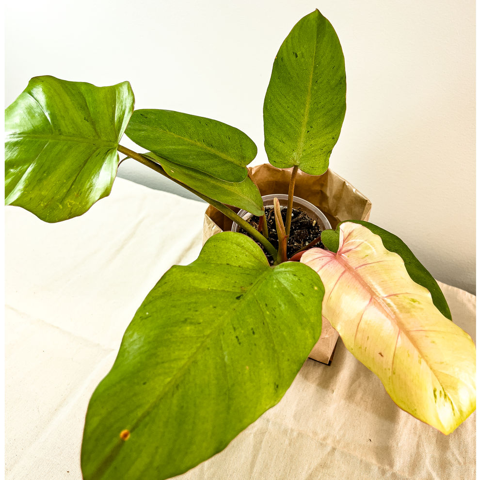 Philodendron Snowdrift Canada | Philodendron Snowdrift variegata ...