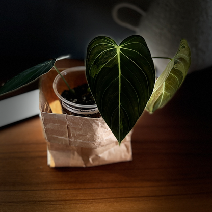 Philodendron Melanochrysum | Philodendron – ProtoLeaf