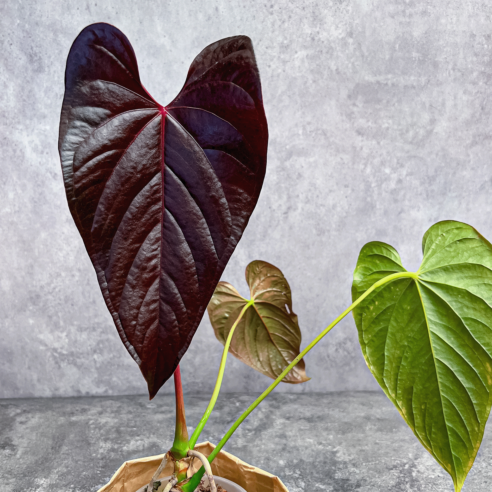 Rare Plant Collection|buy plants online canada|plant store – ProtoLeaf