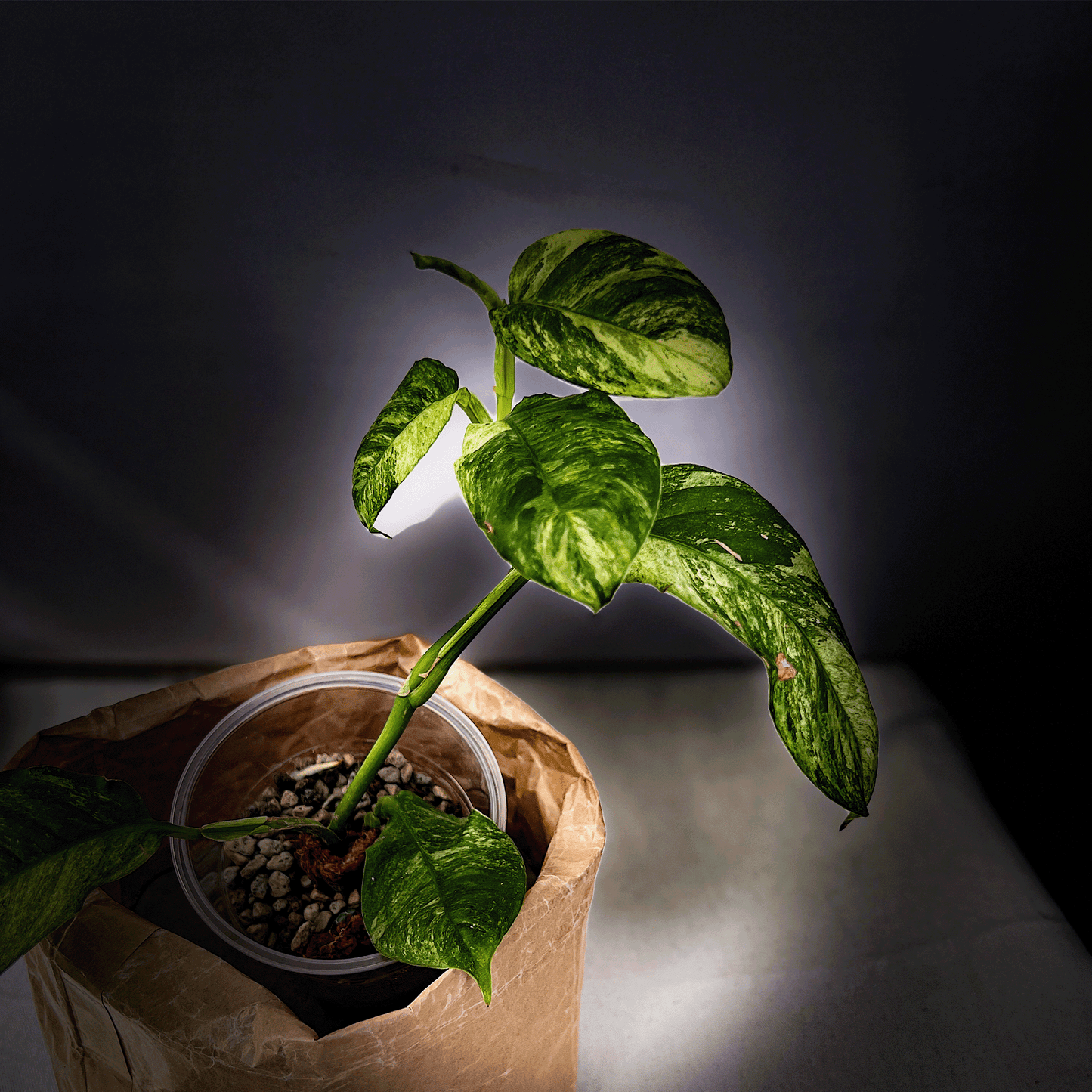 Rhaphidophora Puberula Variegated – ProtoLeaf