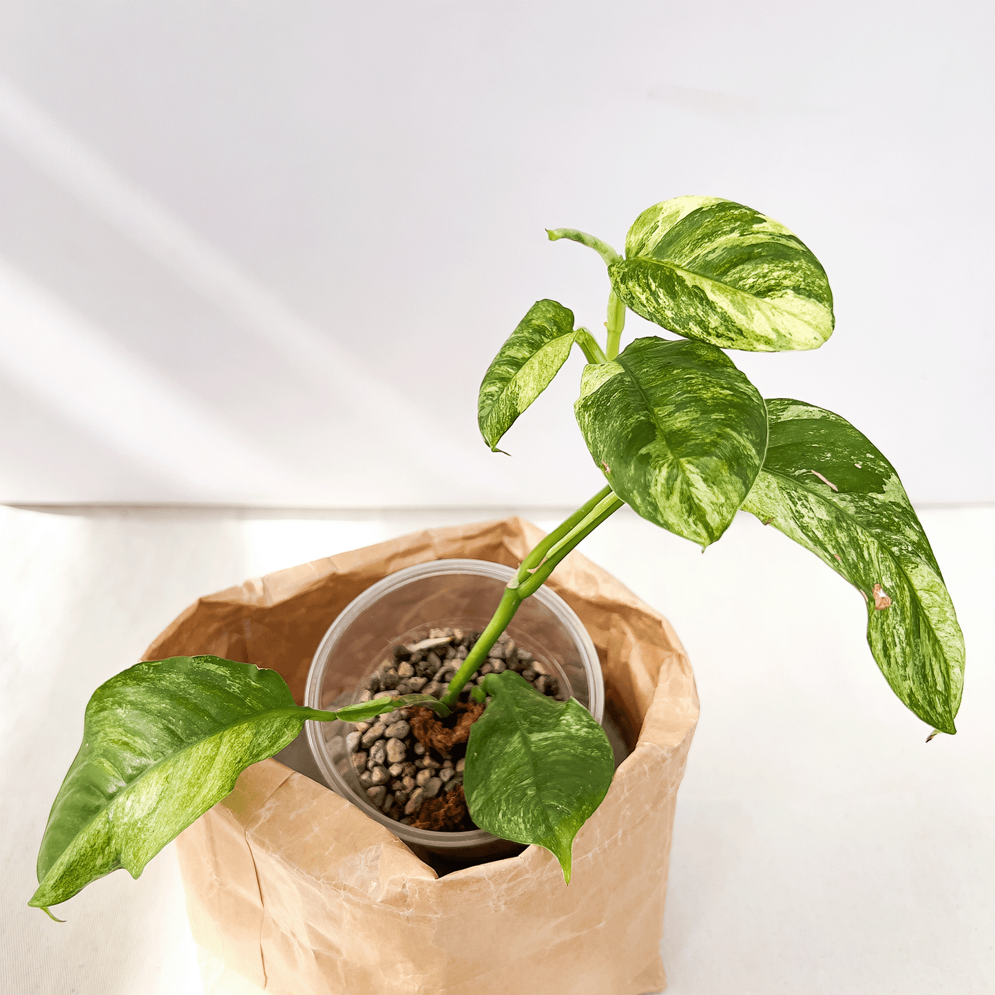 Rhaphidophora Puberula Variegated – ProtoLeaf