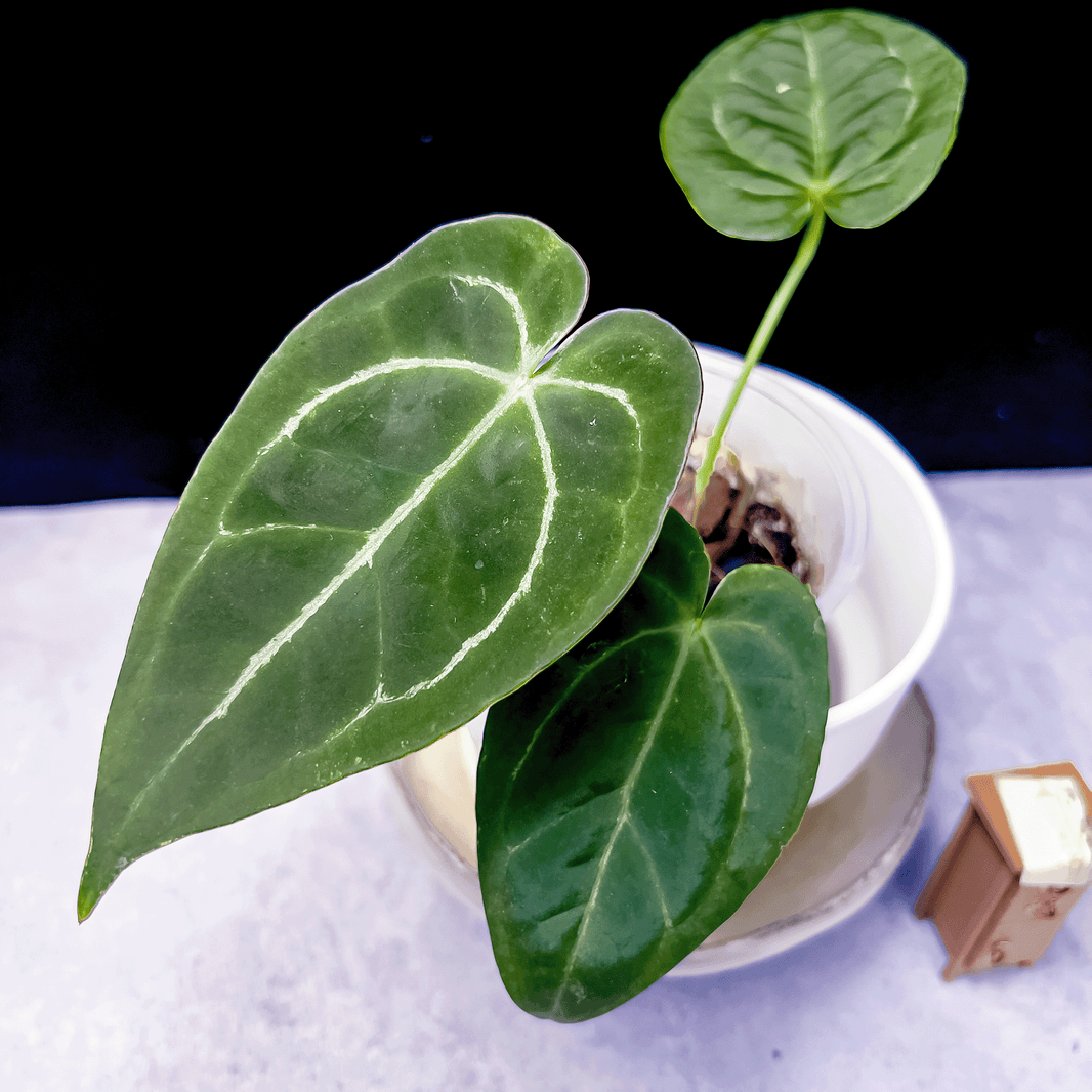 All indoor plants | Buy Plants Online Canada – ProtoLeaf