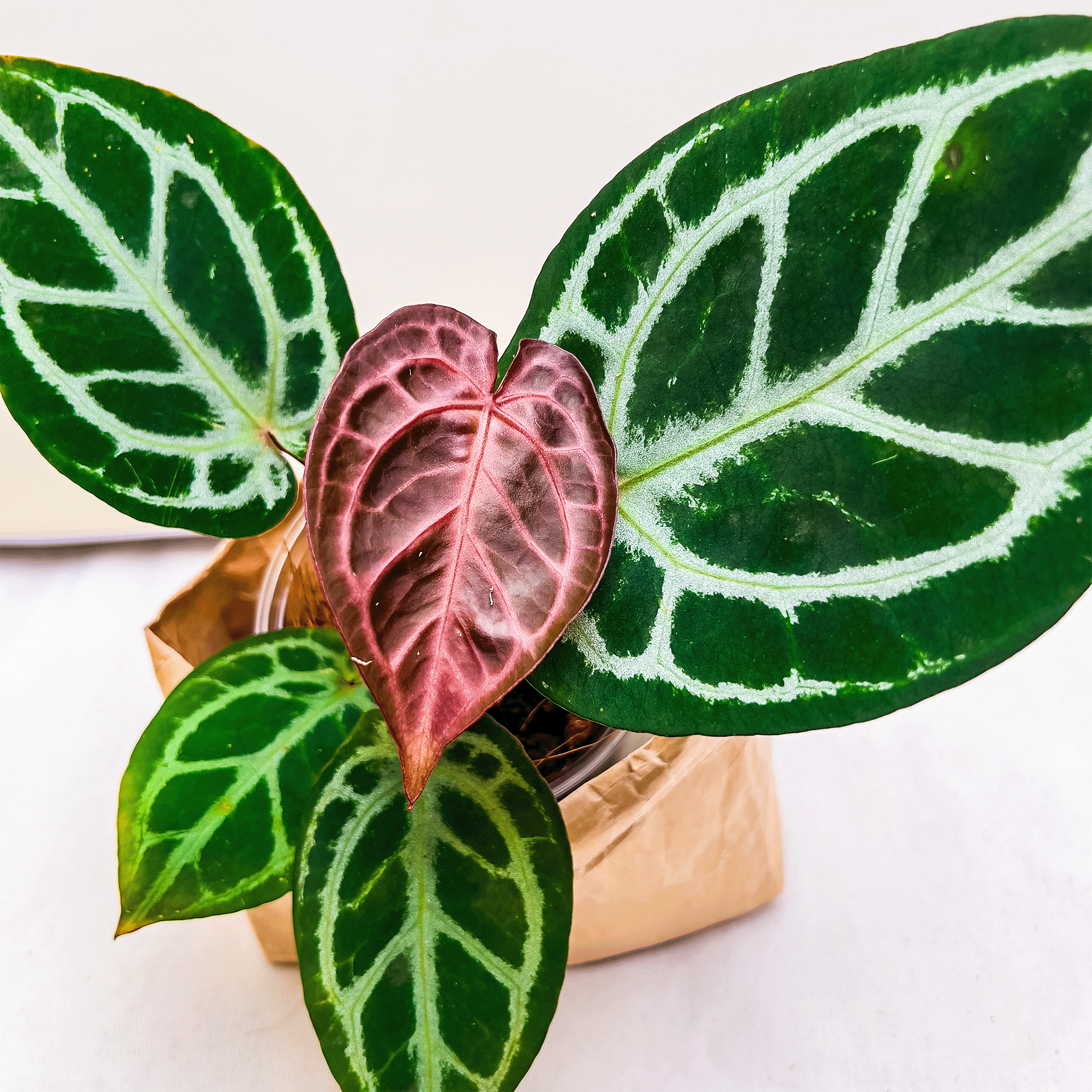 Anthurium Red Crystallinum | Buy Anthurium Canada – ProtoLeaf