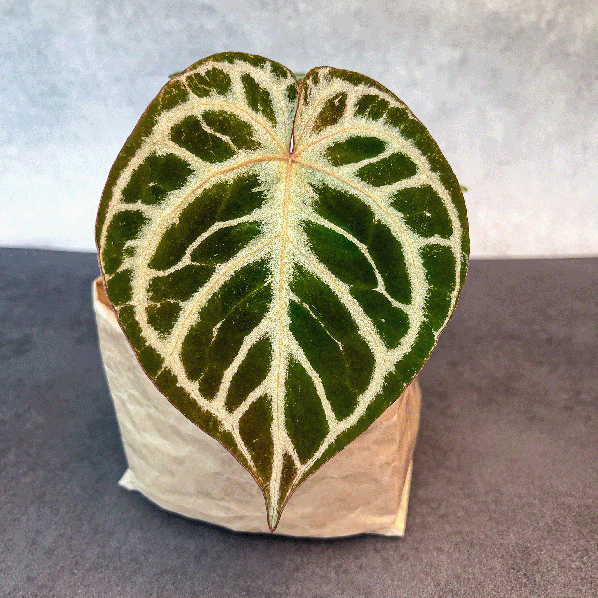 Rare Plant Collection|buy plants online canada|plant store – ProtoLeaf