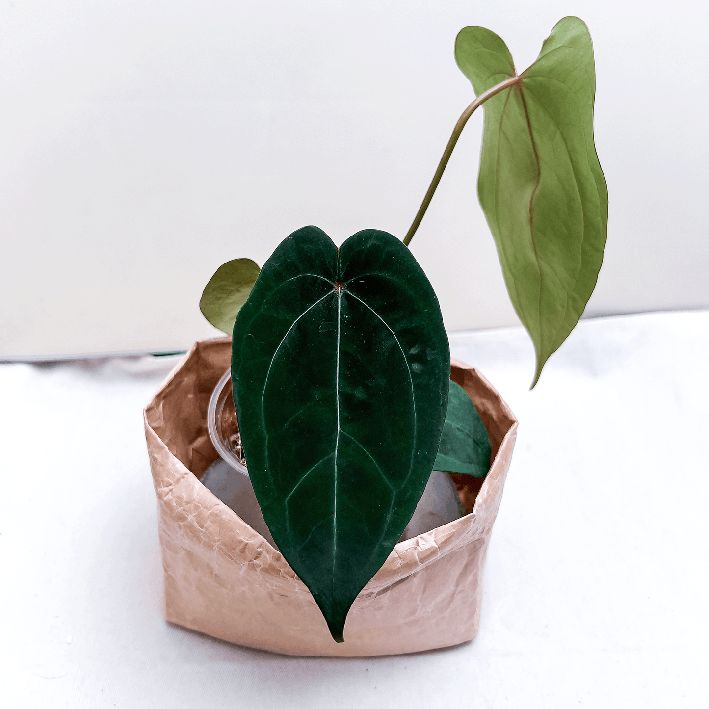 Anthurium Red Spider – ProtoLeaf
