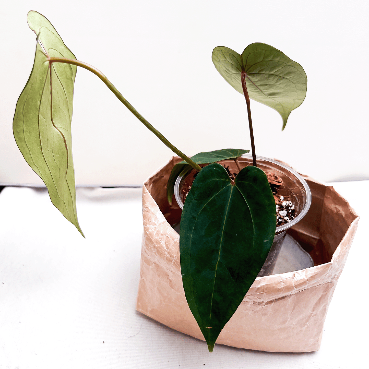 Anthurium Red Spider – ProtoLeaf