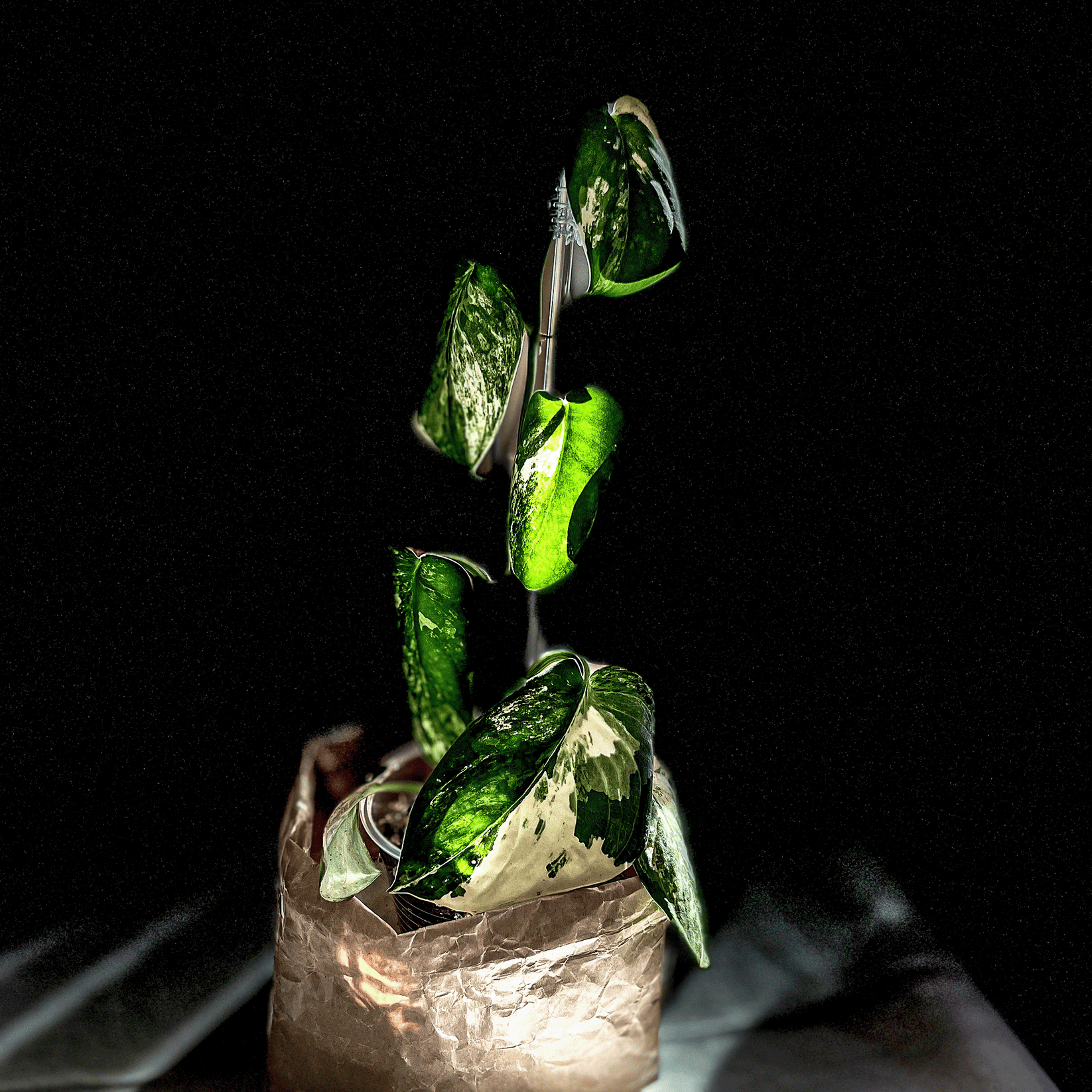 Scindapsus Mangurai, Scindapsus Mangurianus – ProtoLeaf